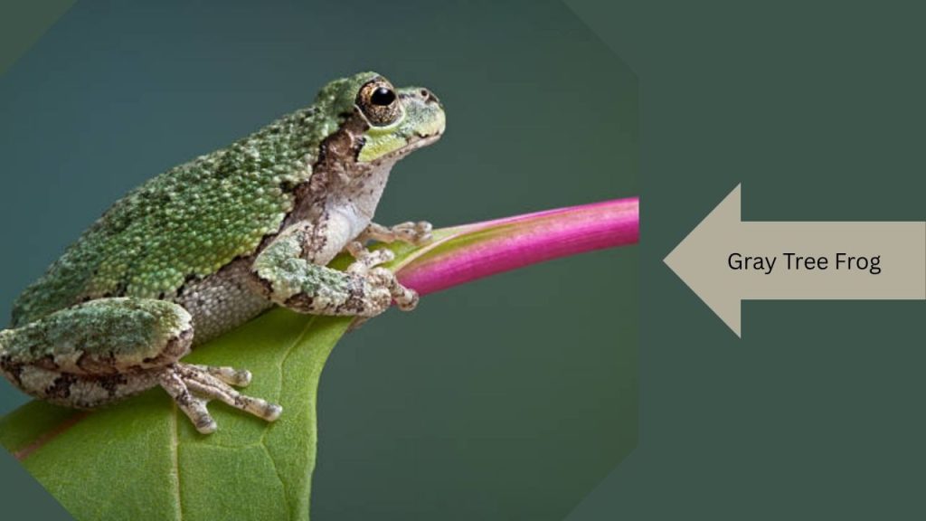 15 Types of Tree Frogs (With Pictures & Facts 2026)